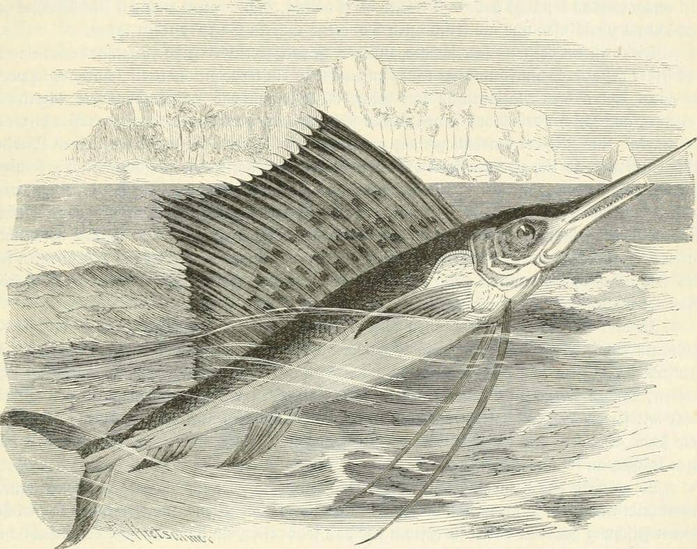 6 Fakta Ikan Layaran, Kecepatan Berenangnya Bikin Takjub! | IDN Times
