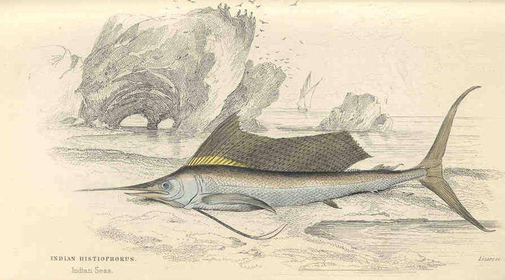 6 Fakta Ikan Layaran, Kecepatan Berenangnya Bikin Takjub! | IDN Times
