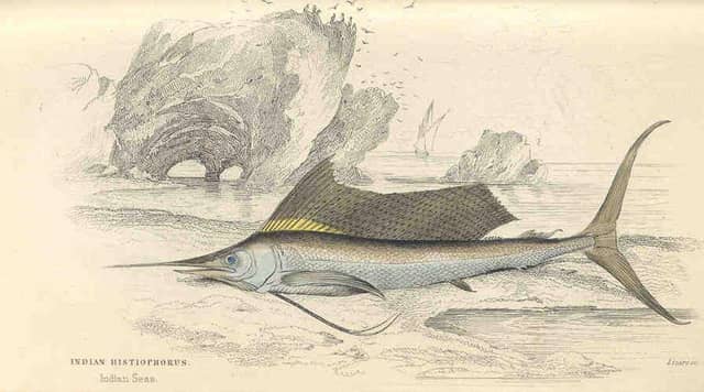 6 Fakta Ikan Layaran, Kecepatan Berenangnya Bikin Takjub! | IDN Times