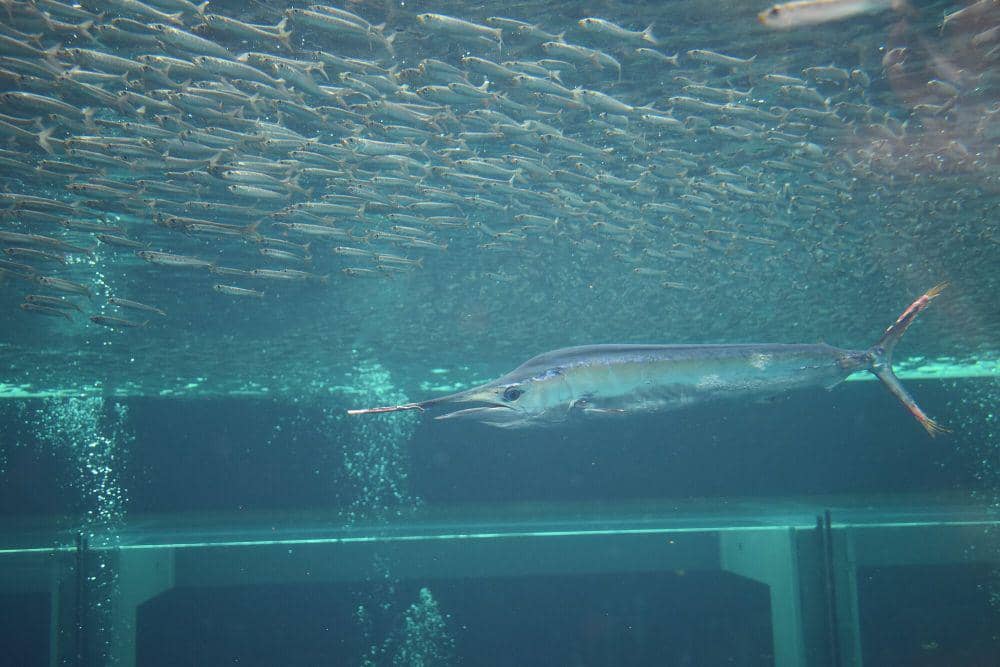 6 Fakta Ikan Layaran, Kecepatan Berenangnya Bikin Takjub! | IDN Times
