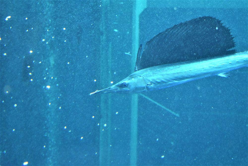 6 Fakta Ikan Layaran, Kecepatan Berenangnya Bikin Takjub! | IDN Times