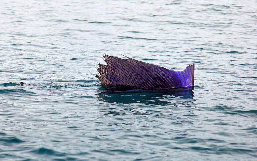 6 Fakta Ikan Layaran, Kecepatan Berenangnya Bikin Takjub! | IDN Times