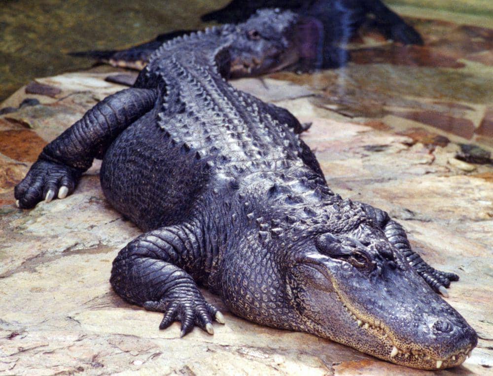 5 Fakta Menarik tentang Aligator, Berbeda dengan Buaya! | IDN Times