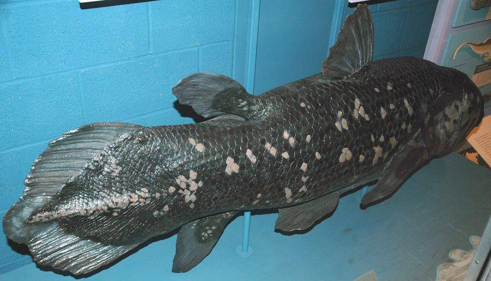 7 Fakta Unik Ikan Coelacanth | IDN Times