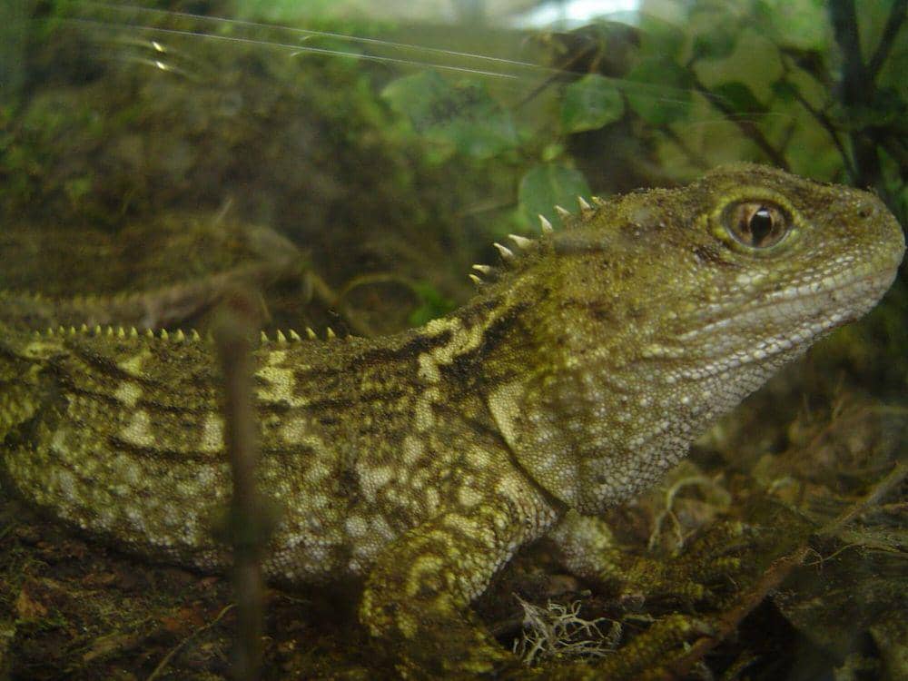 7 Fakta Unik Tuatara, Reptil yang Punya Mata Tersembunyi | IDN Times