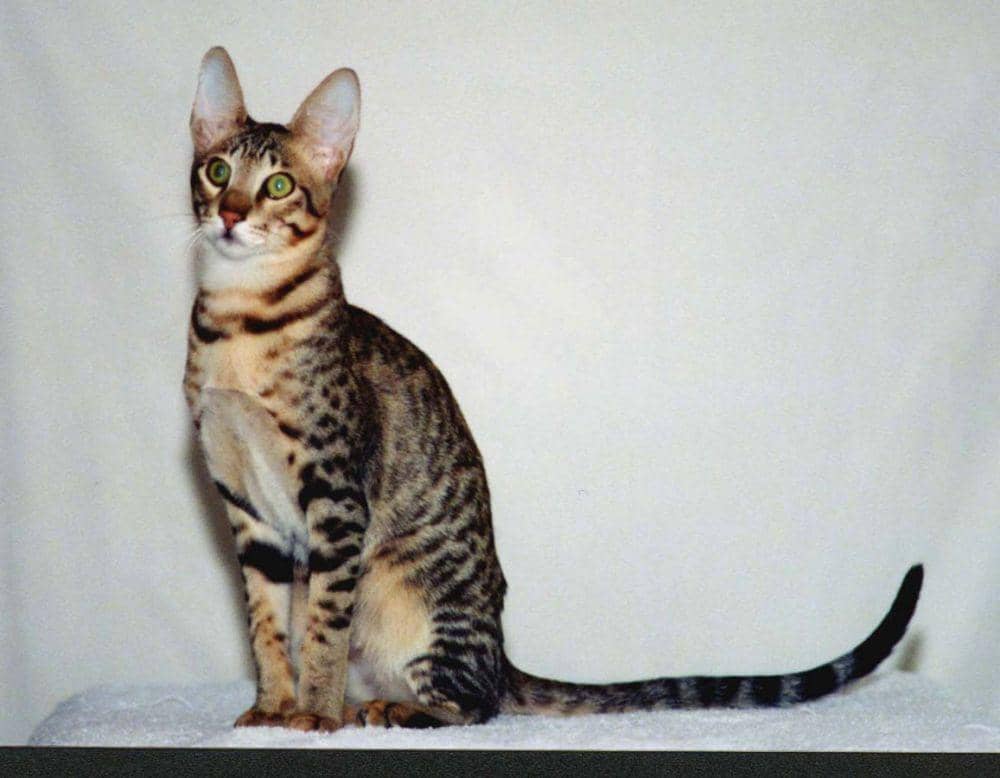 7 Kucing yang Mirip Macan Tutul, Boleh Dijadikan Peliharaan | IDN Times