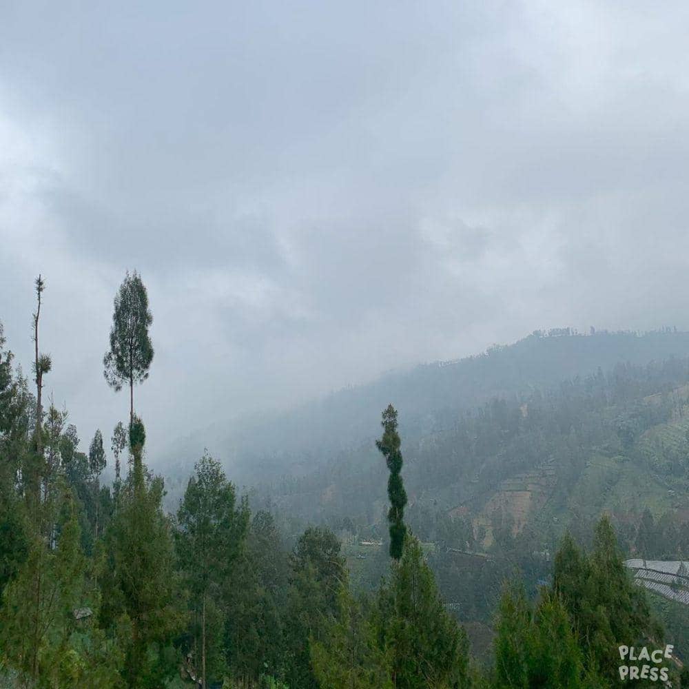 Taman Edelweiss Wonokitri: Lokasi, Tiket, dan Daya Tarik | IDN Times Jatim