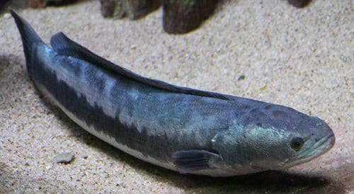 5 Fakta Ikan Toman, Predator Air Tawar yang Agresif | IDN Times