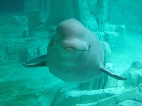 9 Fakta Unik Paus Beluga, Bisa Meniru Ucapan Manusia! | IDN Times