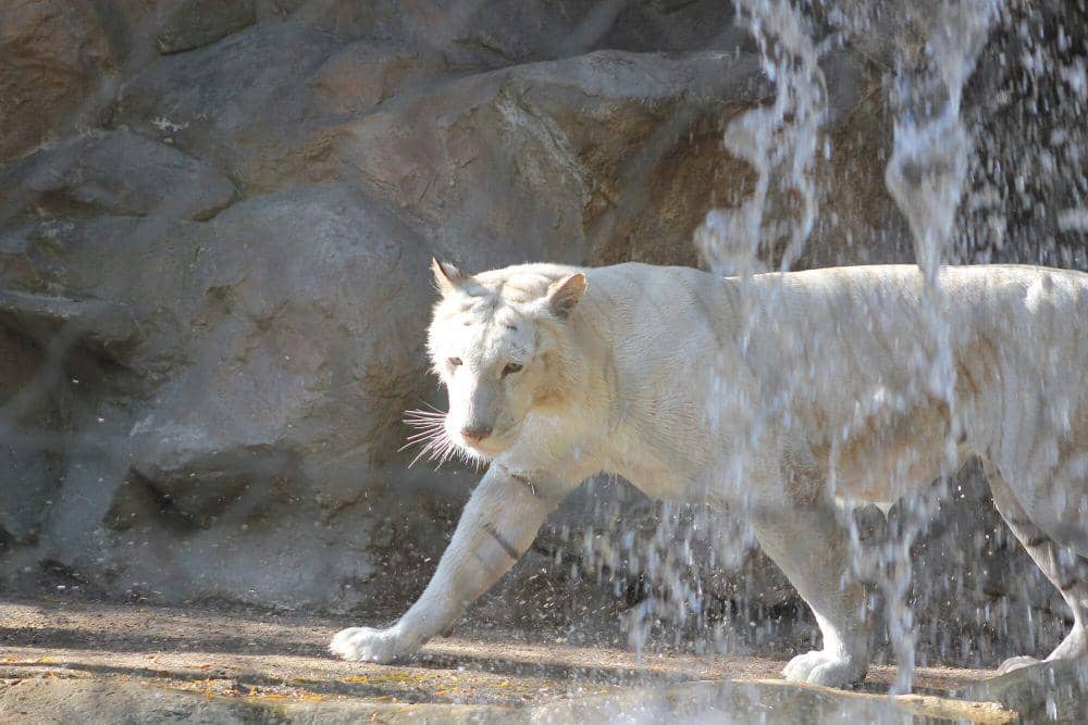 7 Fakta Harimau Putih, Hewan Paling Dieksploitasi di Dunia | IDN Times