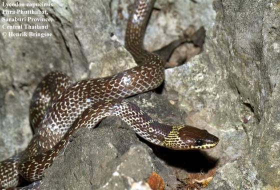 Fakta-Fakta Menarik Ular Cecak, Kerap Ditemukan di Pemukiman | IDN ...