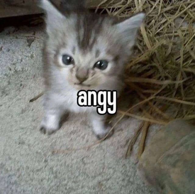 10 Asupan Meme Kucing Lagi Emosi, Lucu nan Menggemaskan | IDN Times