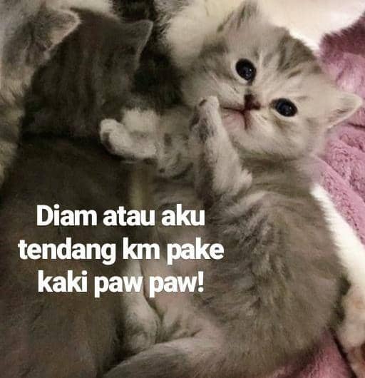 10 Asupan Meme Kucing Lagi Emosi, Lucu nan Menggemaskan | IDN Times