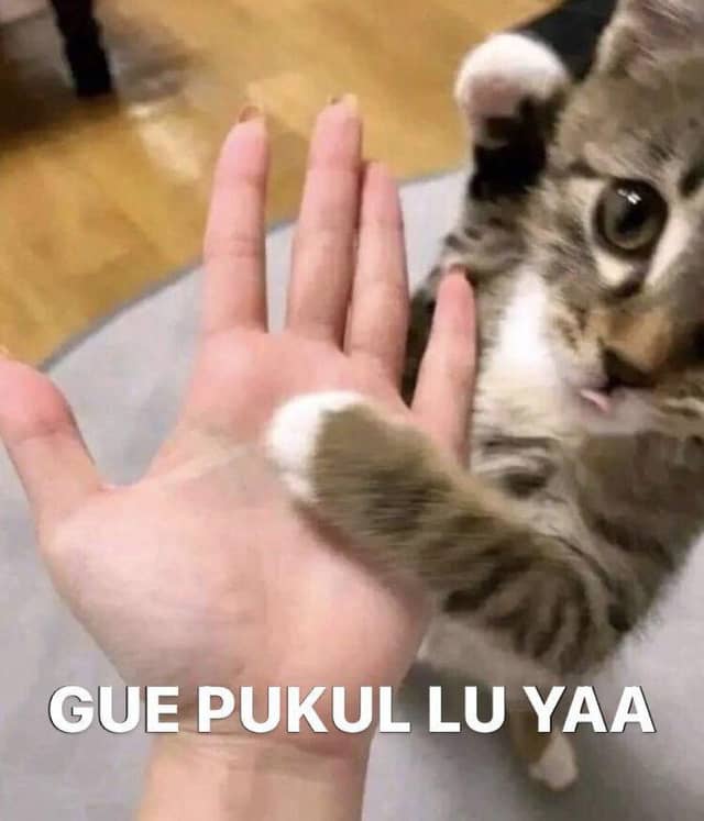 10 Asupan Meme Kucing Lagi Emosi, Lucu nan Menggemaskan | IDN Times