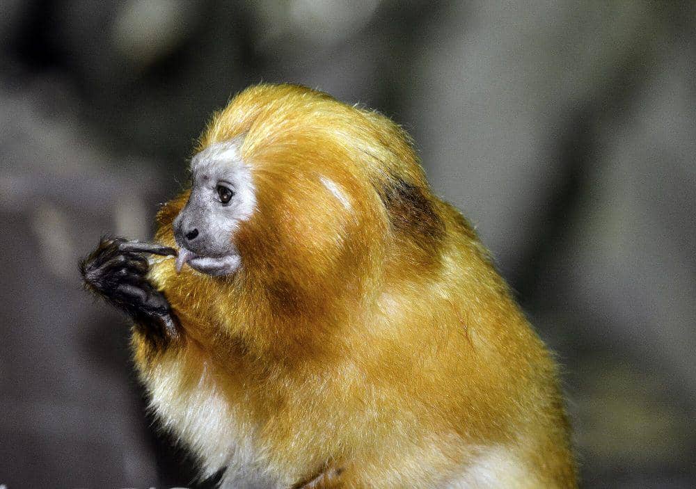 8 Fakta Unik Tamarin Singa Emas, si Pelari yang Cepat! | IDN Times