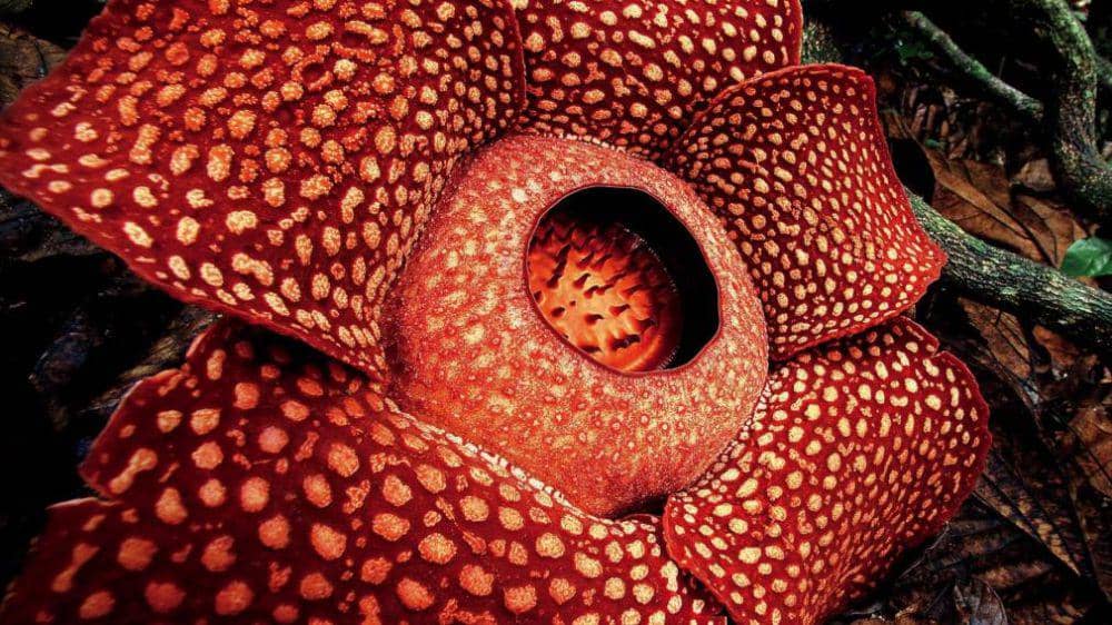 Keajaiban Alam, 5 Fakta Menakjubkan Bunga Rafflesia Arnoldii | IDN Times