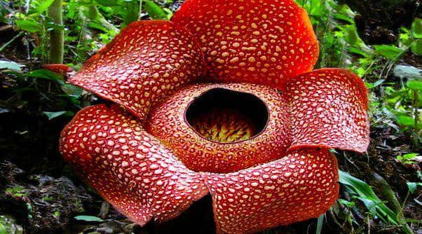 Keajaiban Alam, 5 Fakta Menakjubkan Bunga Rafflesia Arnoldii | IDN Times