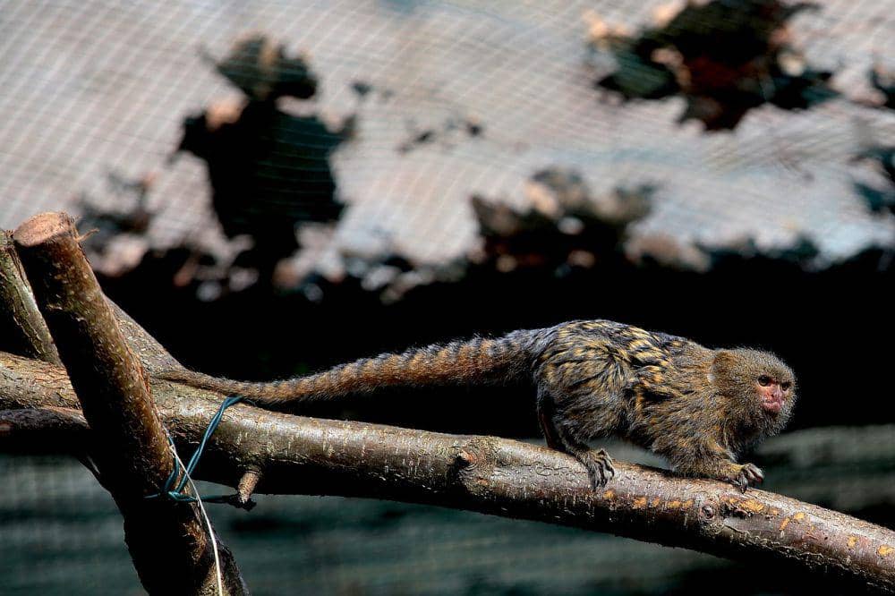 7 Fakta Pygmy Marmoset, Sangat Rentan terhadap Iklim | IDN Times