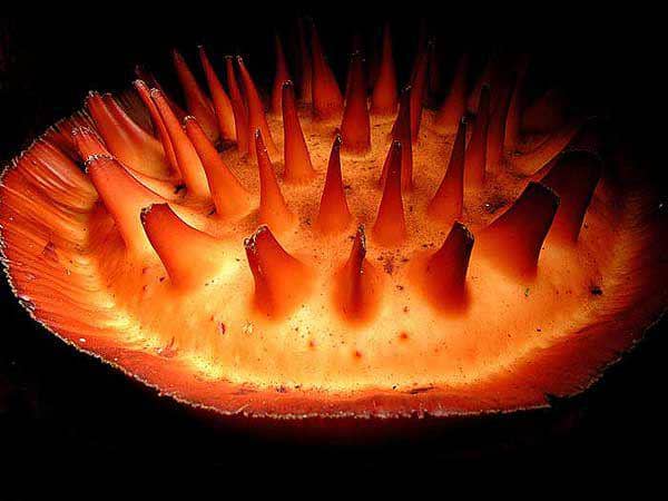 Keajaiban Alam, 5 Fakta Menakjubkan Bunga Rafflesia Arnoldii | IDN Times