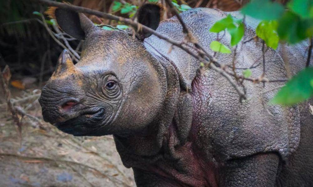 6 Hewan Jadi Fauna Identitas Provinsi Pulau Jawa Sudah Tahu? | IDN ...