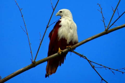 6 Hewan Jadi Fauna Identitas Provinsi Pulau Jawa Sudah Tahu? | IDN ...