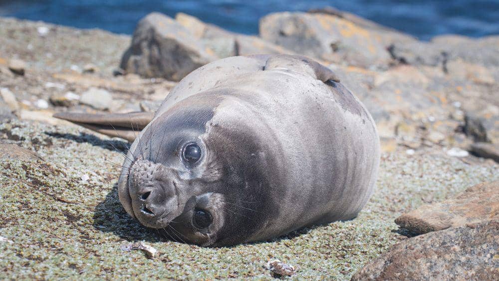 7 Fakta Unik Gajah Laut, Susunya Kaya akan Lemak | IDN Times