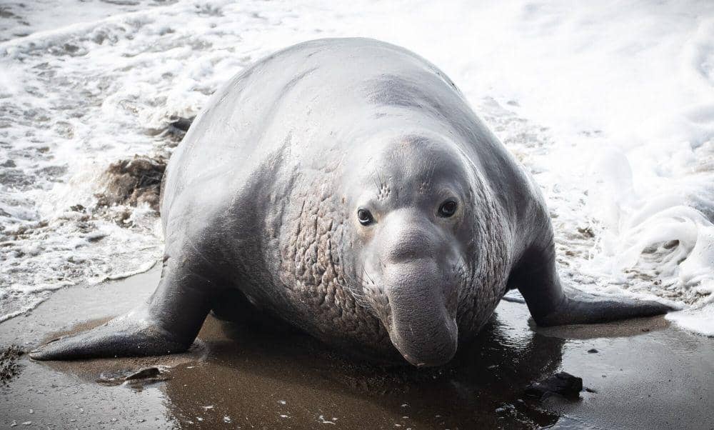 7 Fakta Unik Gajah Laut, Susunya Kaya akan Lemak | IDN Times