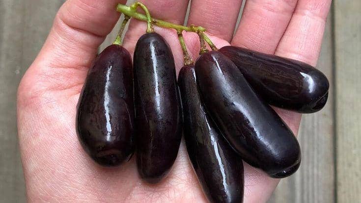 10 Jenis Buah Anggur yang Paling Populer di Dunia | IDN Times