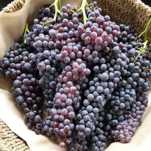 10 Jenis Buah Anggur yang Paling Populer di Dunia | IDN Times