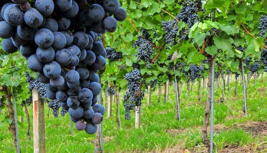 10 Jenis Buah Anggur yang Paling Populer di Dunia | IDN Times