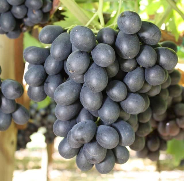 10 Jenis Buah Anggur yang Paling Populer di Dunia | IDN Times
