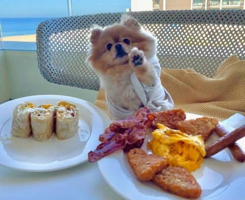 7 Akun Instagram Anjing, Followernya Hingga Jutaan | IDN Times Bali