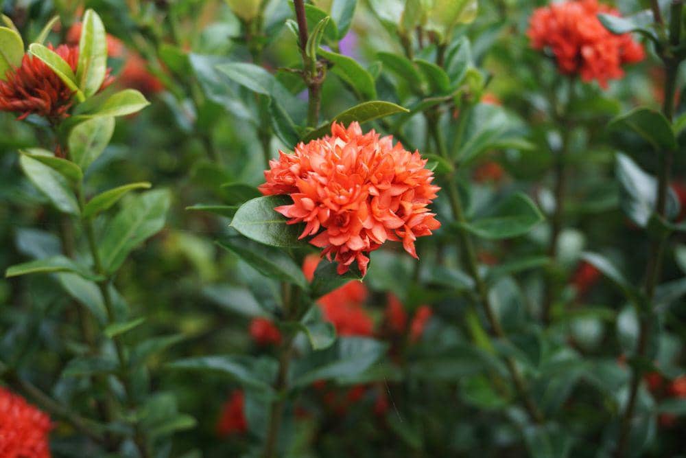 5 Makna Bunga Asoka, Simbol Kesetiaan hingga Kedamaian | IDN Times