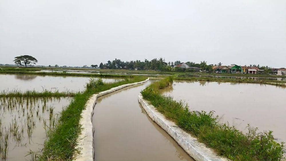 Berkat RJIT, Pertanian Serang Meningkat | IDN Times