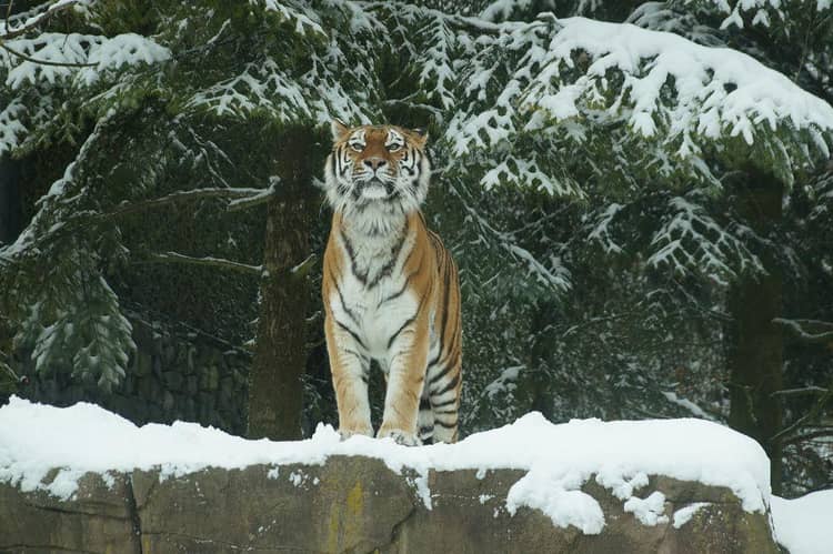 9 Fakta Harimau Siberia, Satu-satunya Spesies yang Bertahan | IDN Times