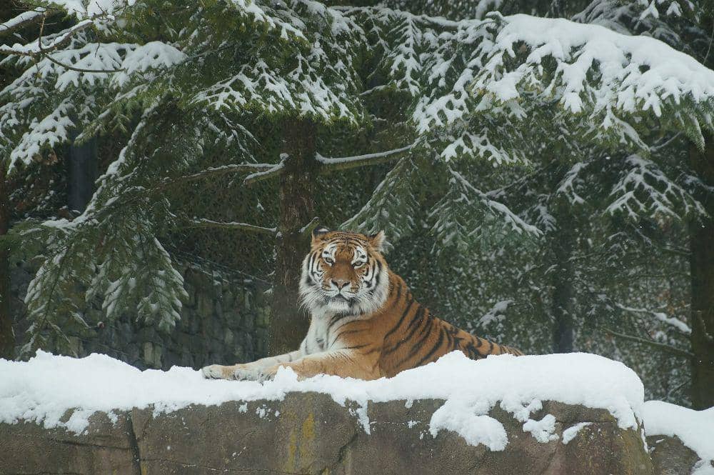 9 Fakta Harimau Siberia, Satu-satunya Spesies yang Bertahan | IDN Times