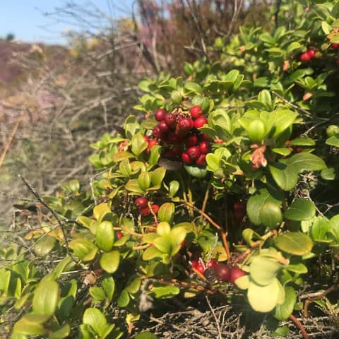 7 Flora Unik yang Ada di Bioma Tundra, Hidup di Suhu Ekstrim | IDN Times