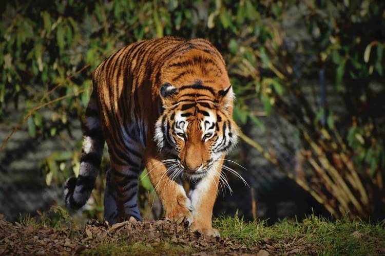 9 Fakta Harimau Siberia, Satu-satunya Spesies yang Bertahan | IDN Times