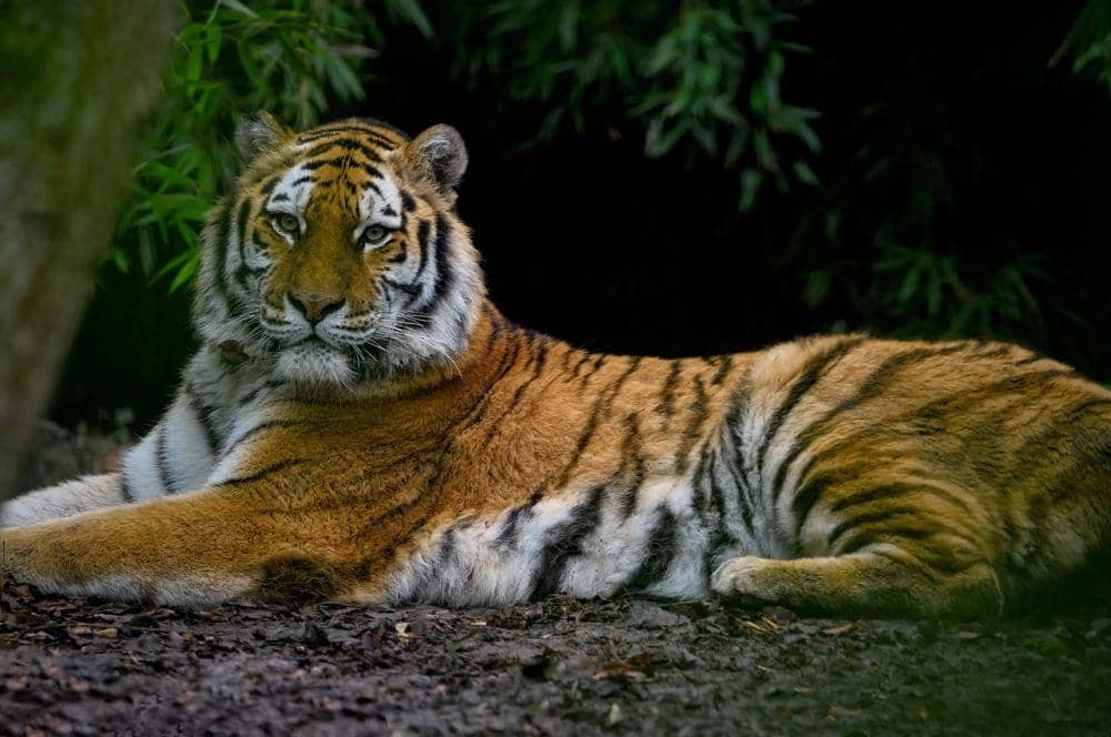 9 Fakta Harimau Siberia, Satu-satunya Spesies yang Bertahan | IDN Times