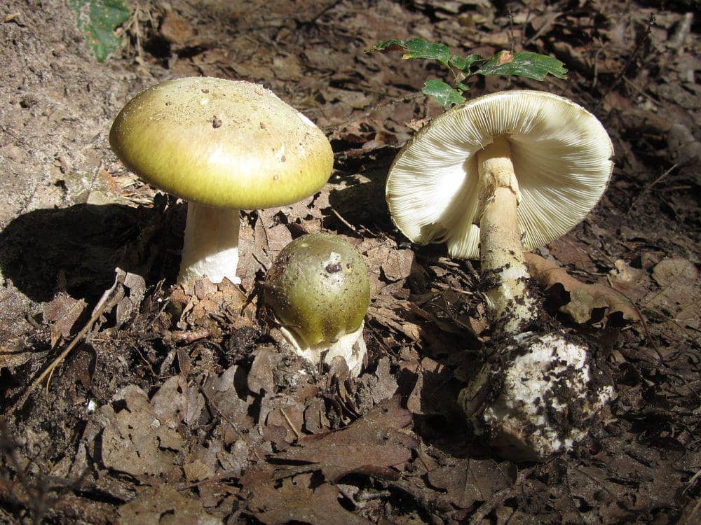 5 Fakta Jamur Death Cap, Jamur Beracun Paling Mematikan | IDN Times Sulsel