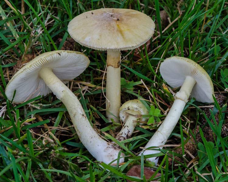5 Fakta Jamur Death Cap, Jamur Beracun Paling Mematikan | IDN Times Sulsel