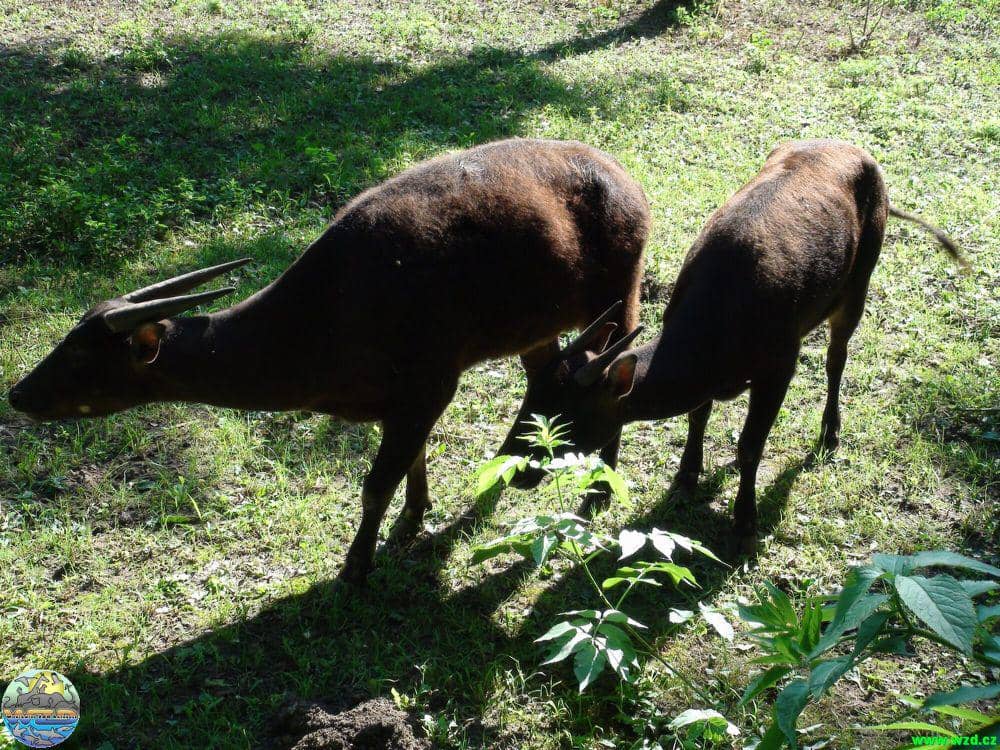 7 Fakta Menarik Anoa, Hewan Endemik yang Pemalu! | IDN Times