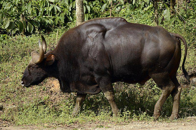 5 Fakta Seladang, Termasuk Sapi Liar yang Masih ada di Dunia | IDN Times