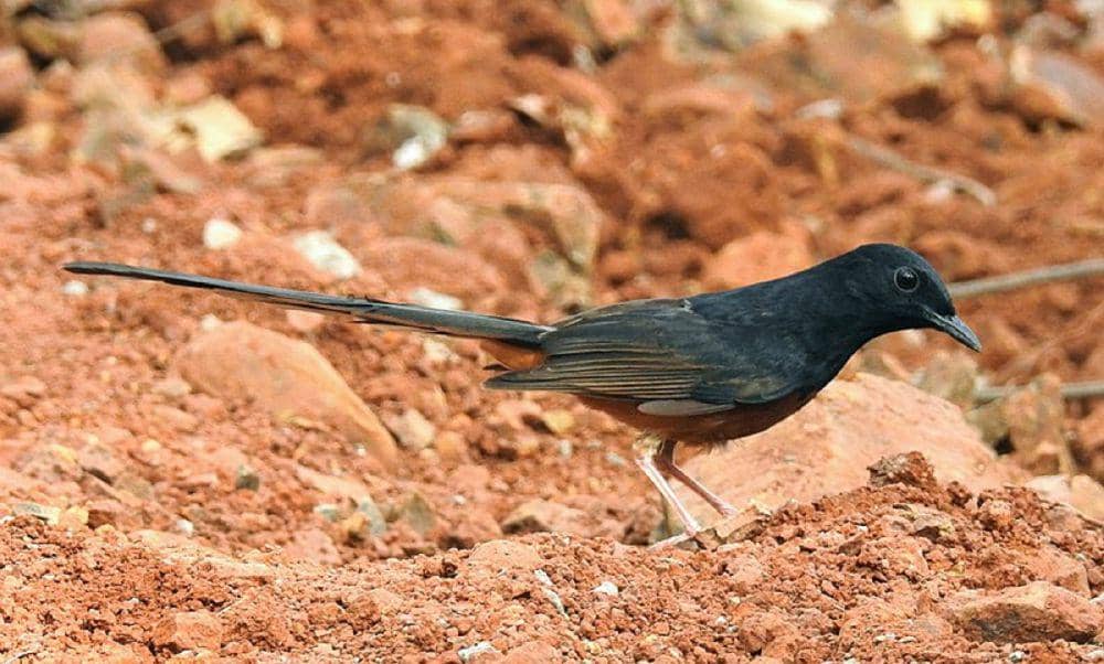 5 Fakta Menarik Burung Murai Batu, Pengicau yang Indah | IDN Times