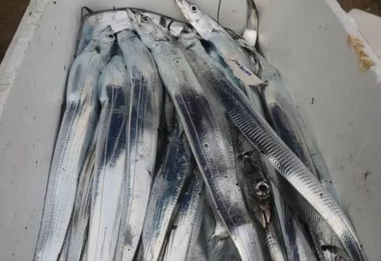 5 Fakta Ikan Layur si Panjang Pipih, Unik dan Kaya Nutrisi | IDN Times