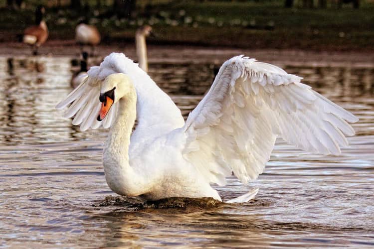 5 Fakta Unik Angsa, Hewan Setia yang Tak Pernah Selingkuh | IDN Times