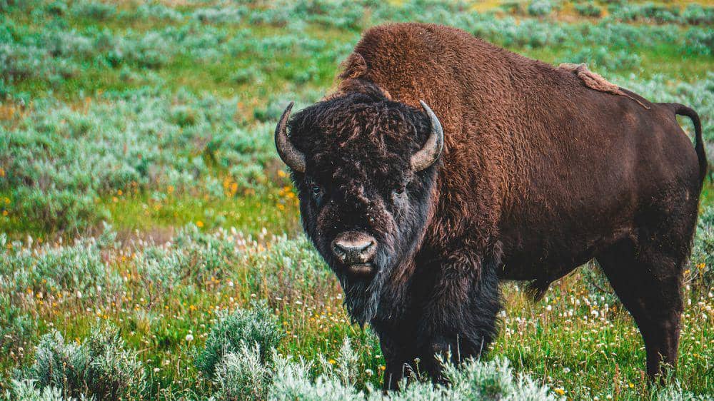 5 Fakta Bison Amerika, Mamalia Terbesar di Amerika Utara | IDN Times