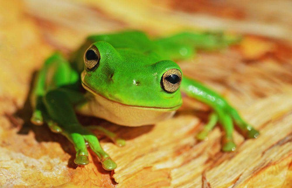 5 Perbedaan Katak dan Kodok, Sudah Tahu? | IDN Times