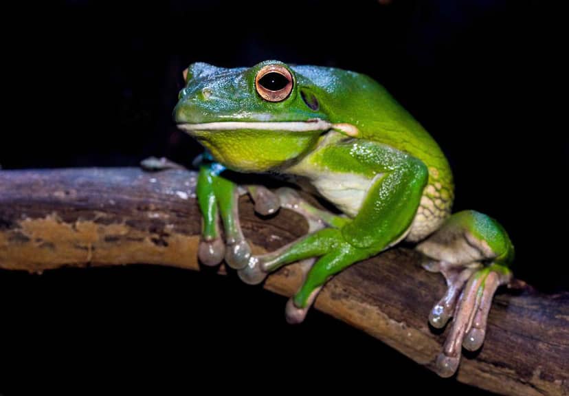 5 Perbedaan Katak dan Kodok, Sudah Tahu? | IDN Times