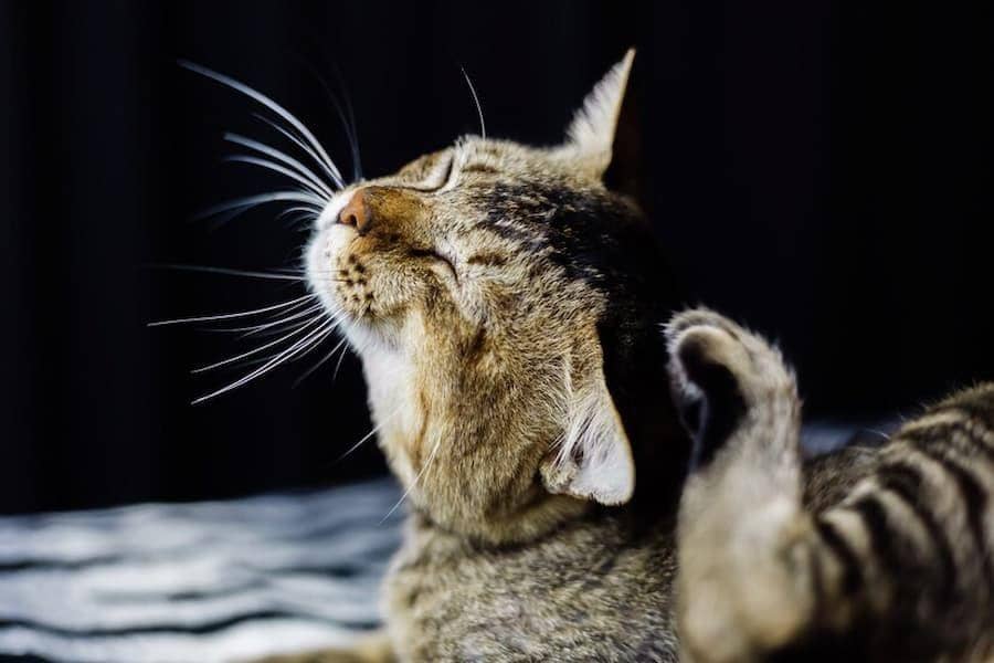 Apakah Kutu Kucing Bisa Menular ke Manusia? Ini Faktanya | IDN Times